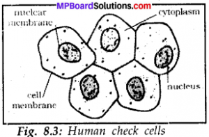 MP Board Class 8th Science Solutions Chapter 8 Cell – Structure and ...