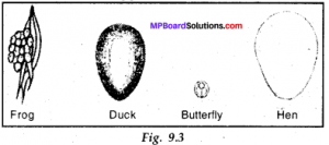 MP Board Class 8th Science Solutions Chapter 9 Reproduction in Animals ...
