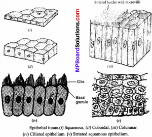 MP Board Class 9th Science Solutions Chapter 6 Tissues – MP Board Solutions